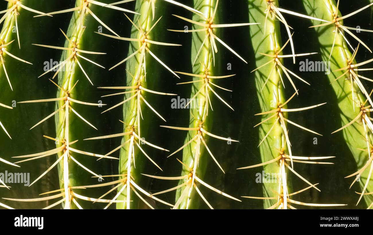 Cactus with frame hi-res stock photography and images - Alamy