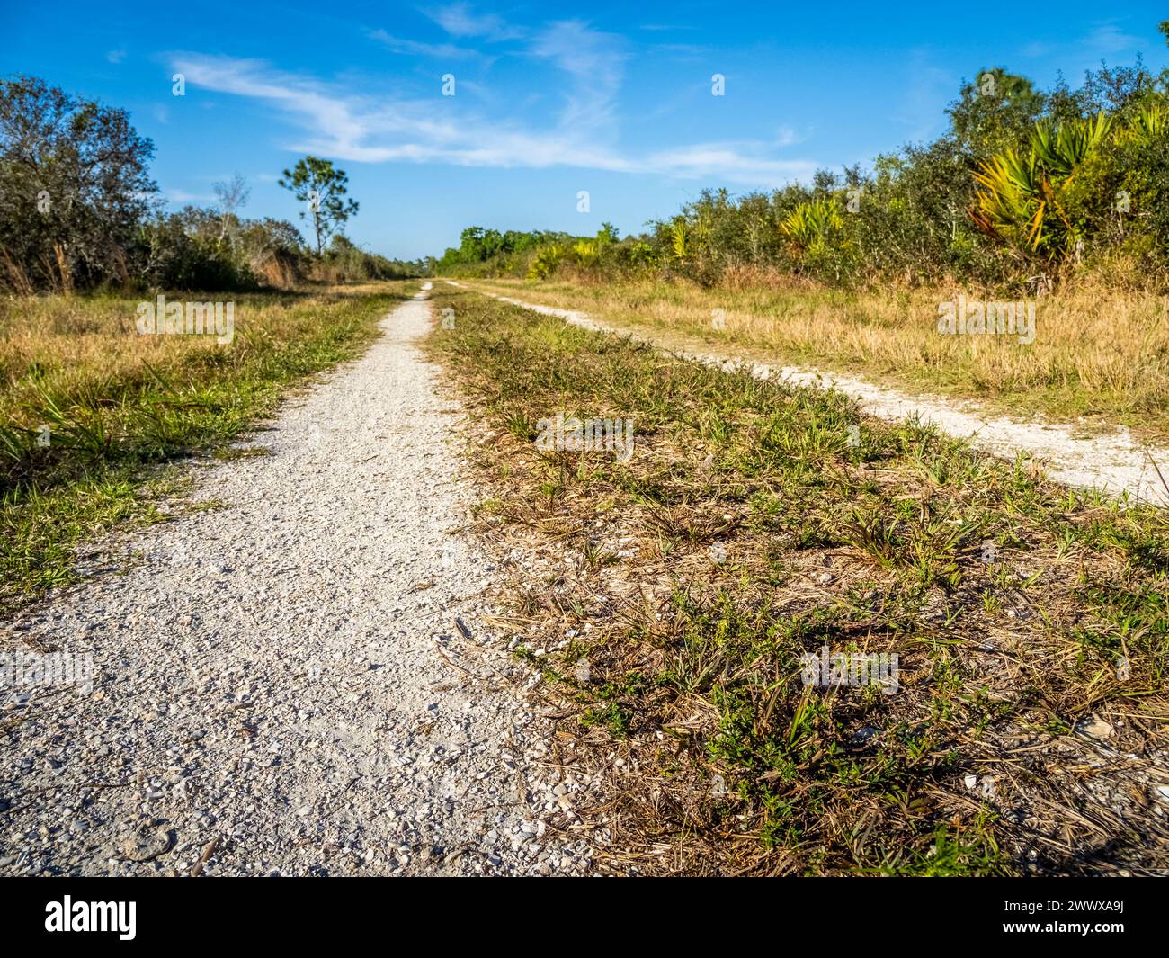 Primitive road in Deer Prairie Creek Preserve in Venice Florida USA ...