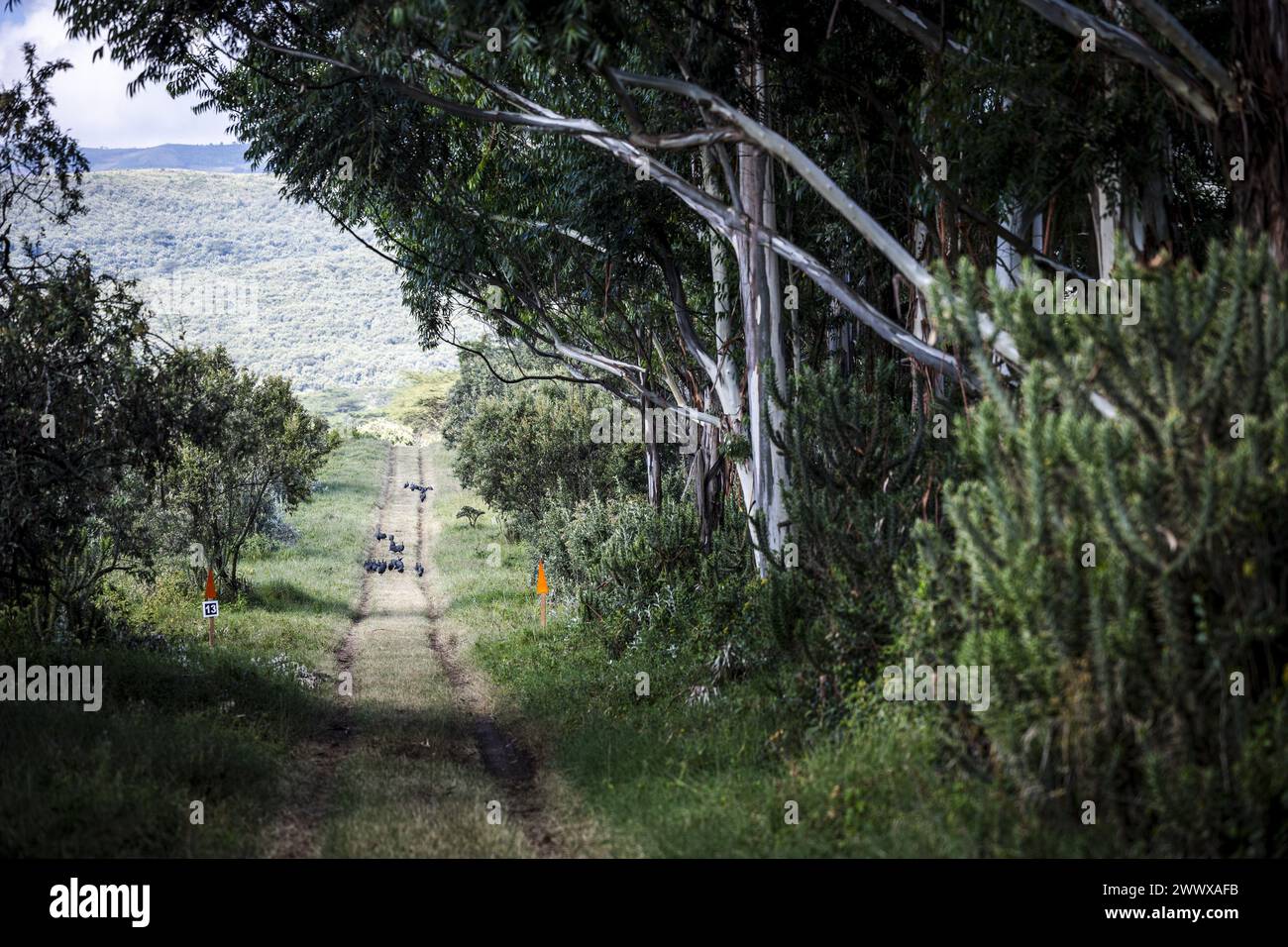 ambiance during the Safari Rally Kenya 2024, 3rd round of the 2024 WRC ...