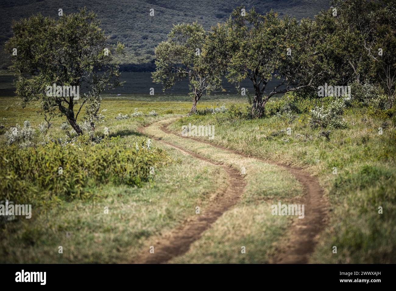 ambiance during the Safari Rally Kenya 2024, 3rd round of the 2024 WRC ...