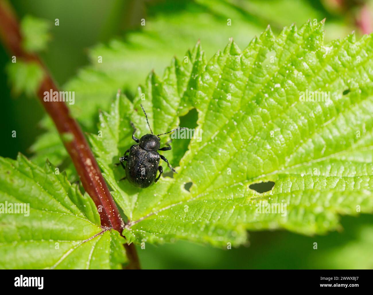 Rootworm leaf beetle (Bromius obscurus Stock Photo - Alamy