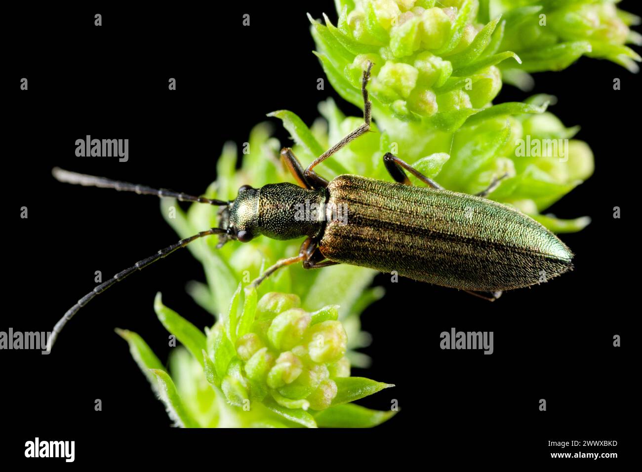 False blister beetle (Chrysanthia geniculata Stock Photo - Alamy
