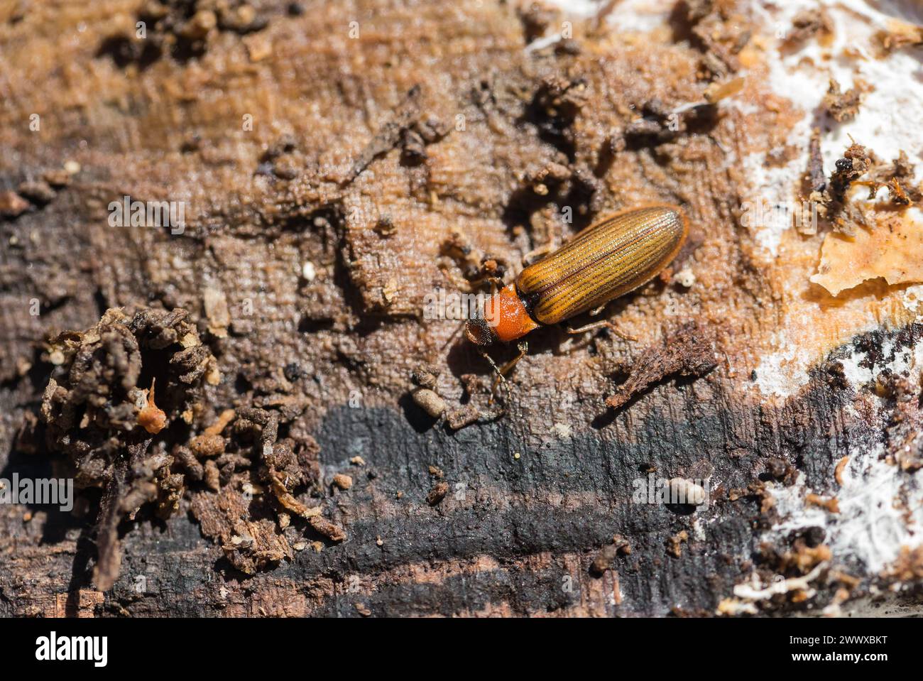 Snapping beetle hi-res stock photography and images - Alamy