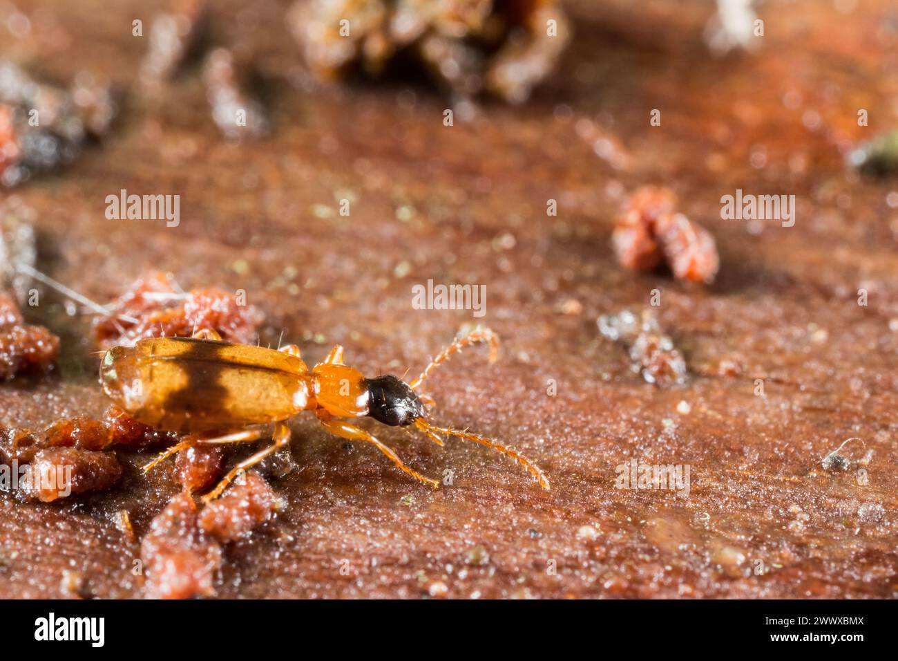 Small sigma hi-res stock photography and images - Alamy