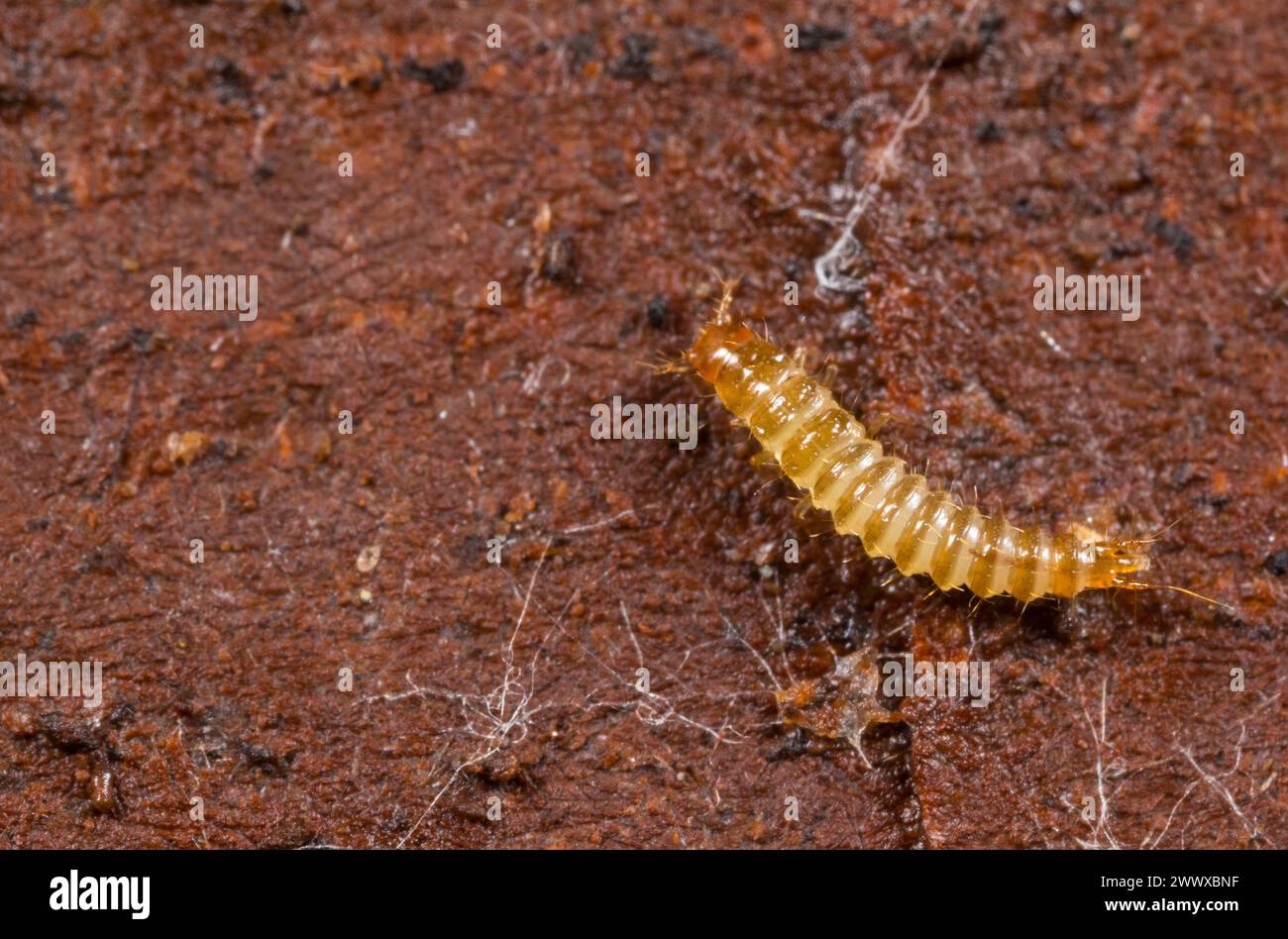 Featherwing beetle larva (Ptiliidae Stock Photo - Alamy