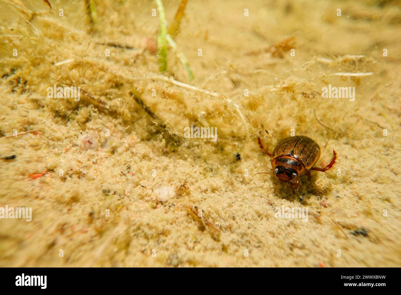 Diving beetle (Rhantus notaticollis Stock Photo - Alamy
