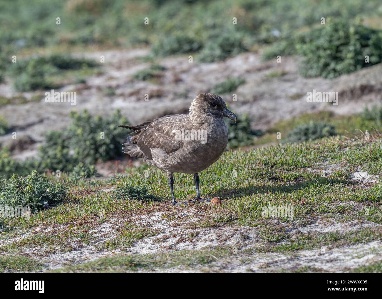 Stercocarius skua hi-res stock photography and images - Alamy
