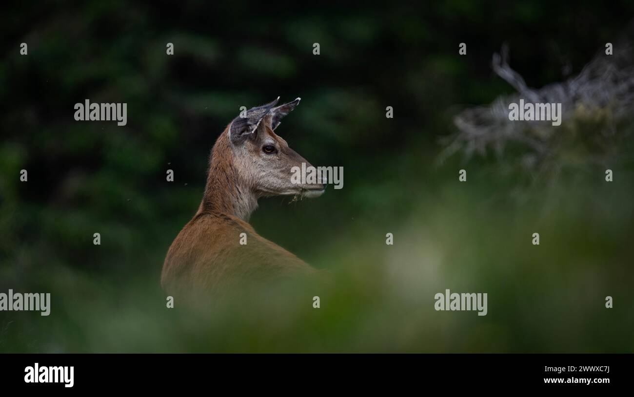 Red Deer Doe foraging in the Lake District Hills Stock Photo - Alamy