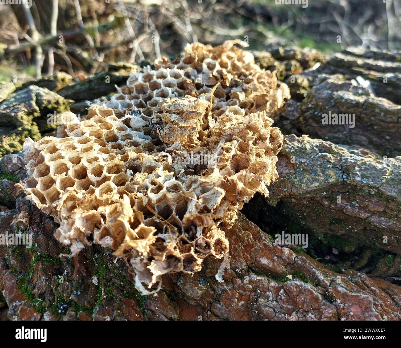 Lichen found in nature hi-res stock photography and images - Alamy