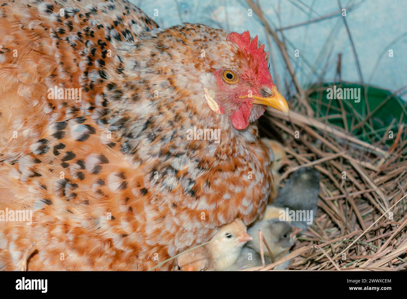 country hen in the nest with her newborn chicks Stock Photo - Alamy