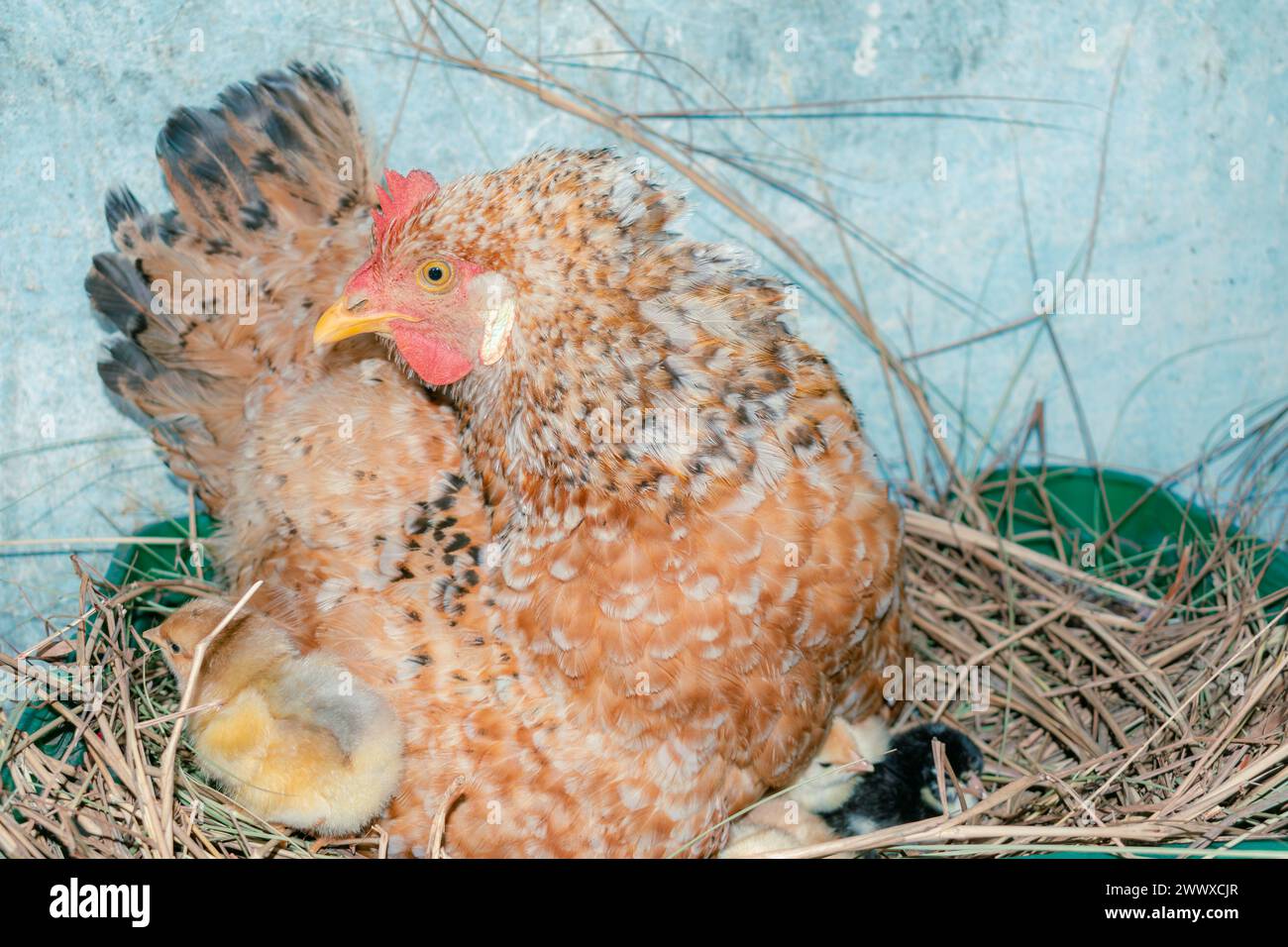 country hen in the nest with her newborn chicks Stock Photo - Alamy