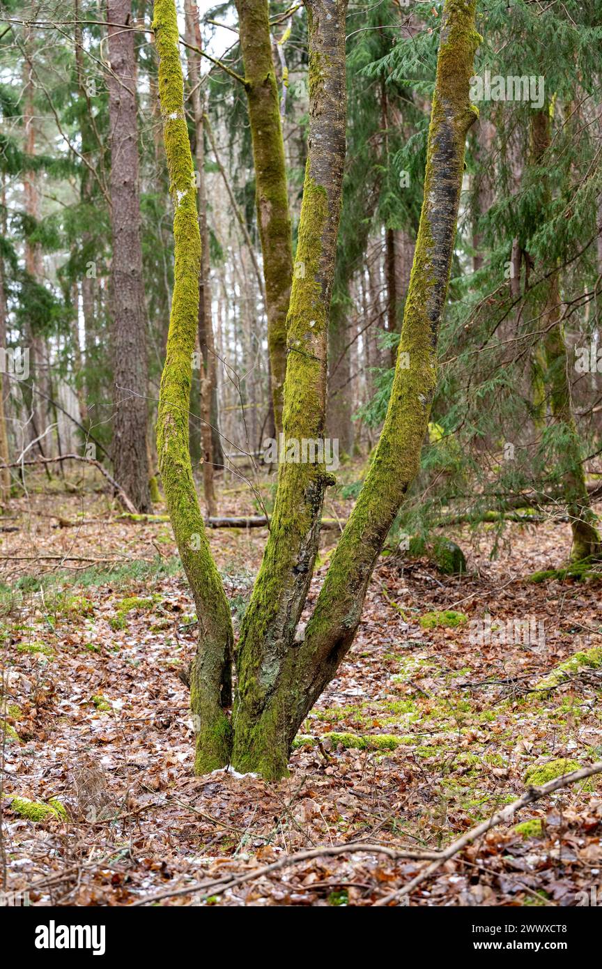 Tree with three trunks covered in moss Stock Photo - Alamy