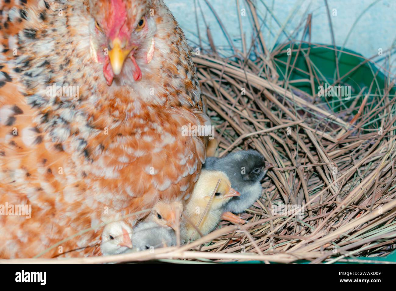 country hen in the nest with her newborn chicks Stock Photo - Alamy