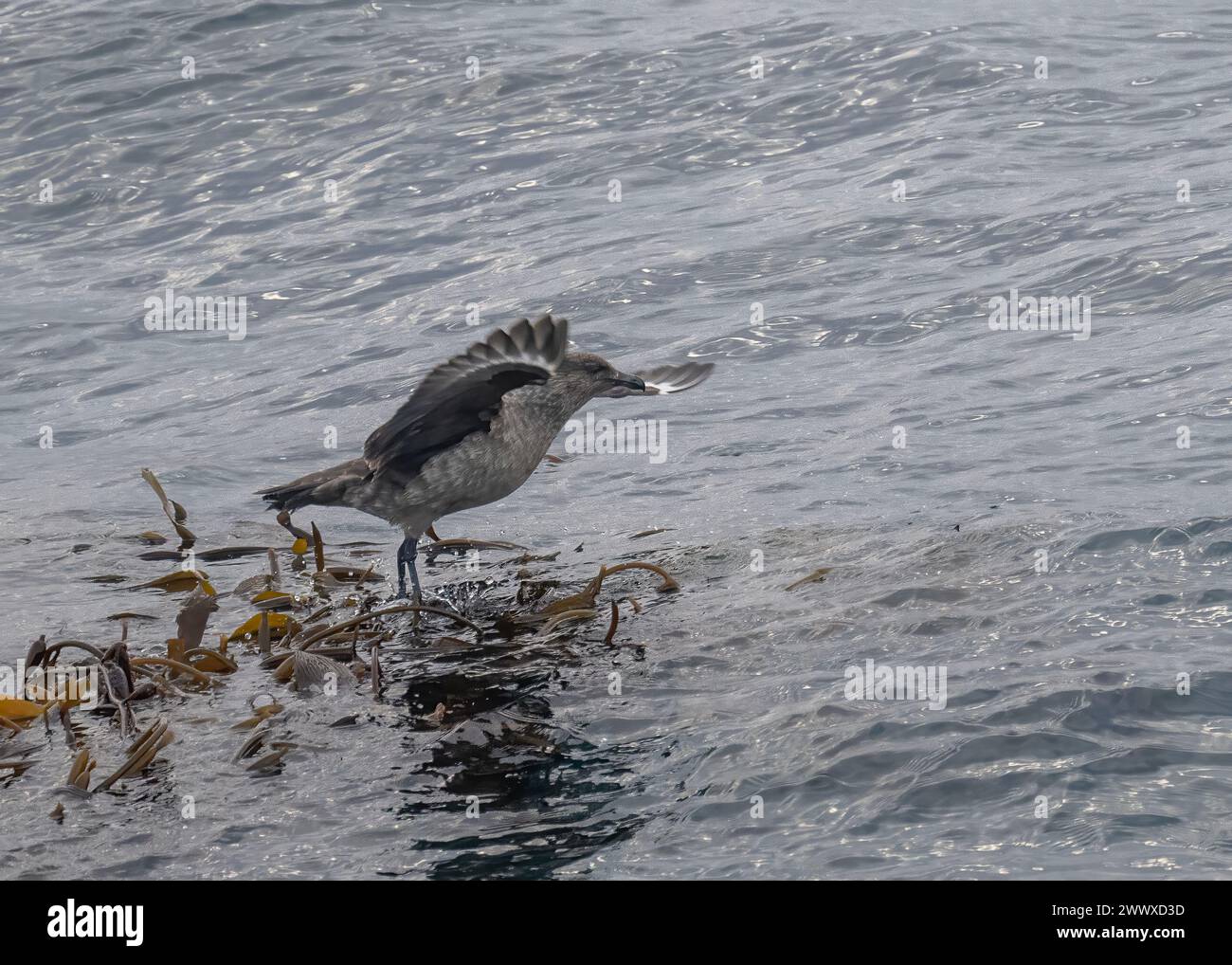 Skua brown (Stercocarius antarcticus) taking off from drifting seaweed in the seas off Carcass ...