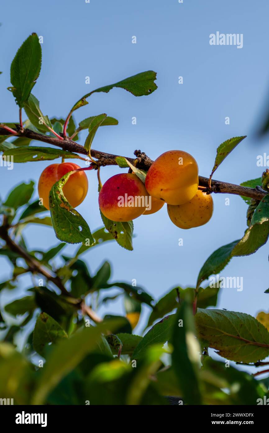 Mirabelle plums in an orchard, lorraine yellow gold, Metz, Nancy ...