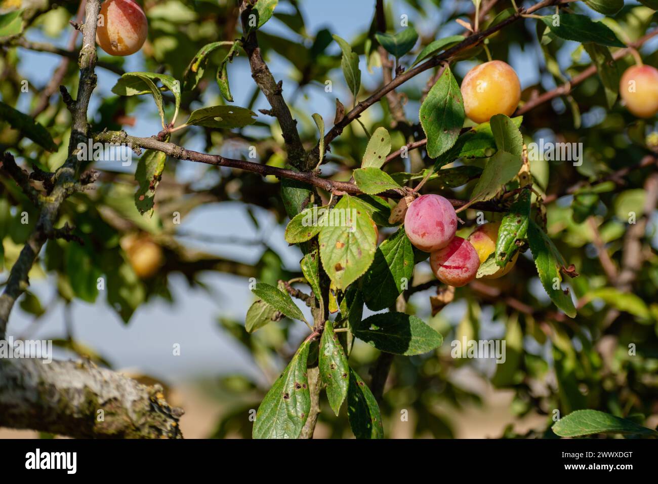 Mirabelle plums in an orchard, lorraine yellow gold, Metz, Nancy ...