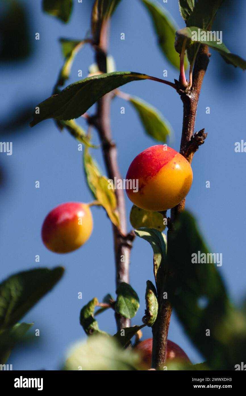 Mirabelle prune prunus domestica hi-res stock photography and images ...