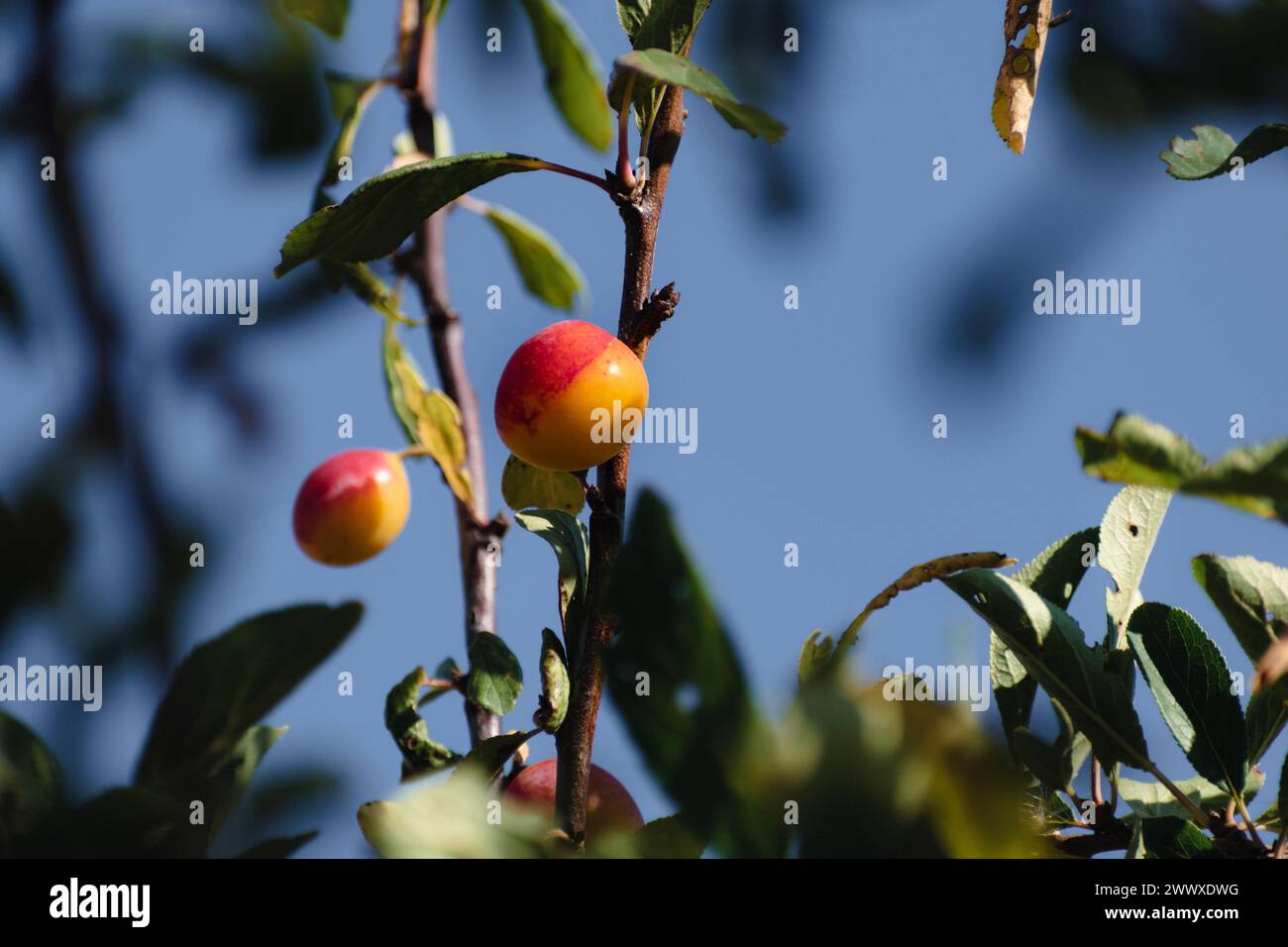 Mirabelle plums in an orchard, lorraine yellow gold, Metz, Nancy ...