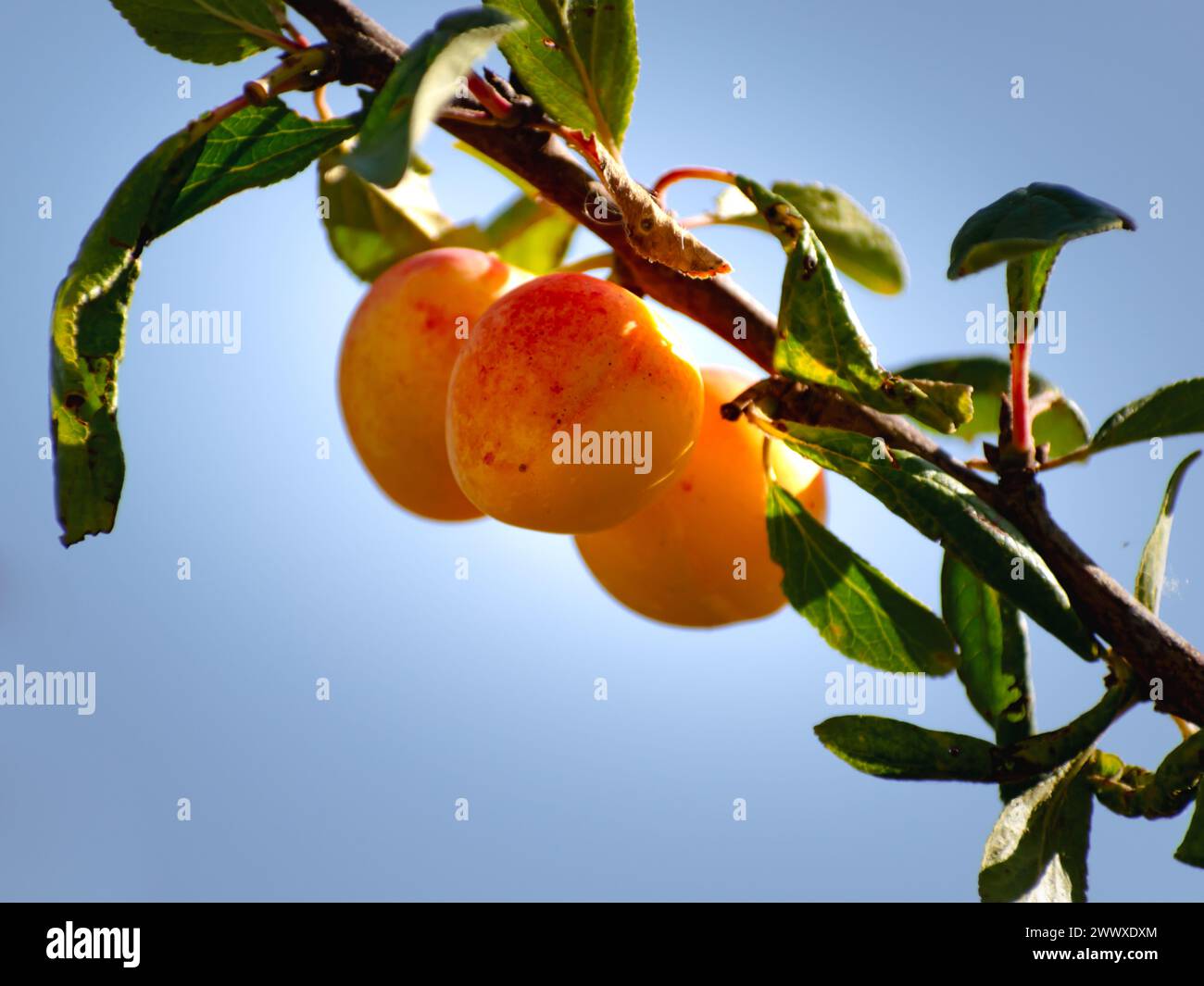 Mirabelle plums in an orchard, lorraine yellow gold, Metz, Nancy ...