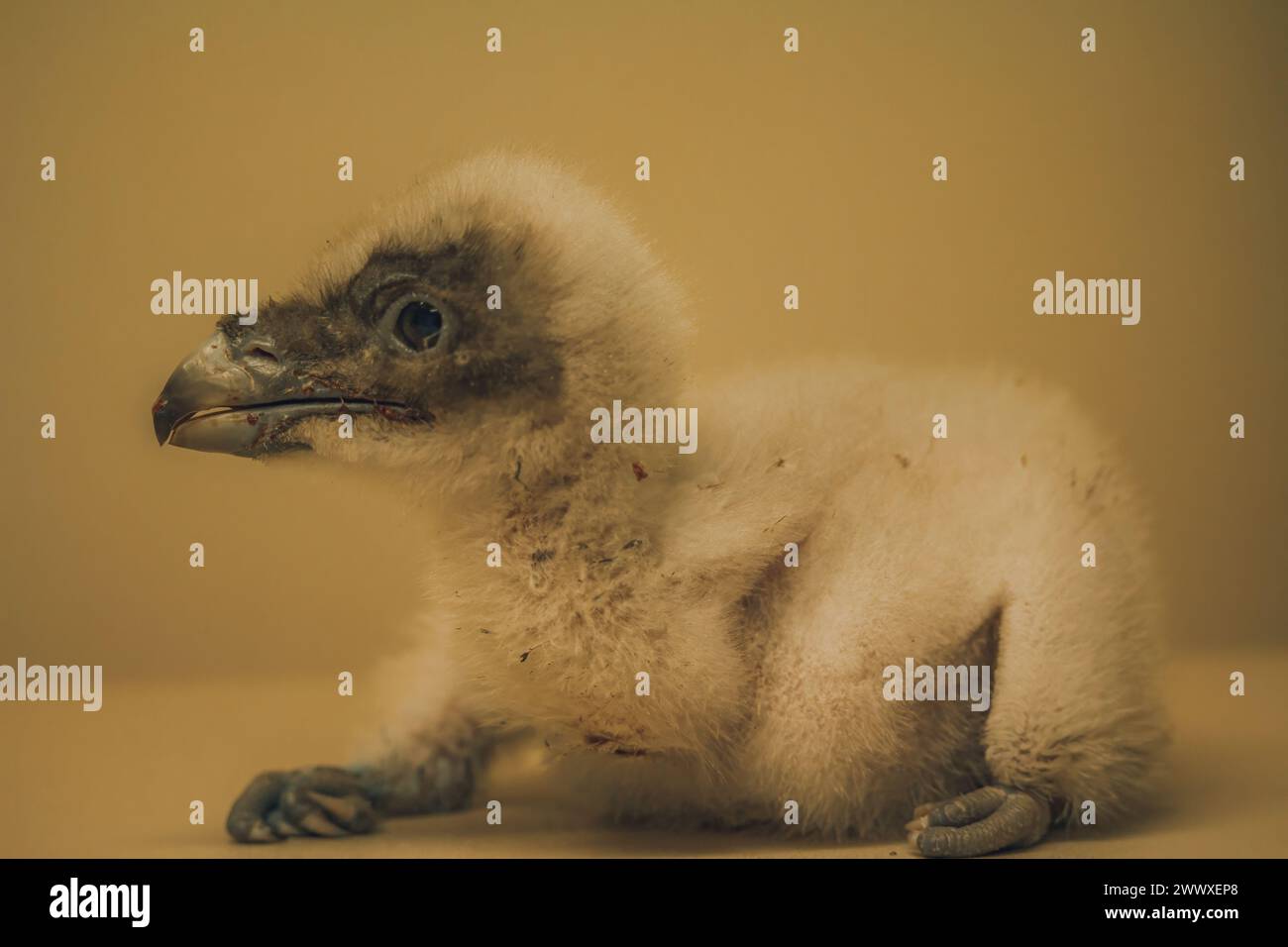 Vulture chick hi-res stock photography and images - Alamy
