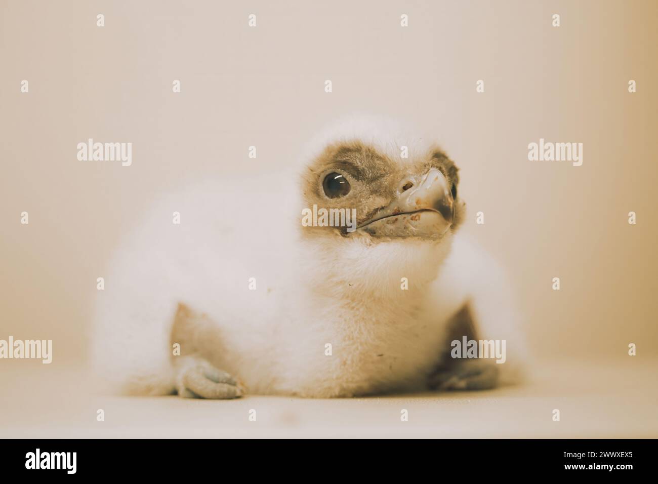 bearded vulture (Gypaetus barbatus) young chick taken from the nest ...
