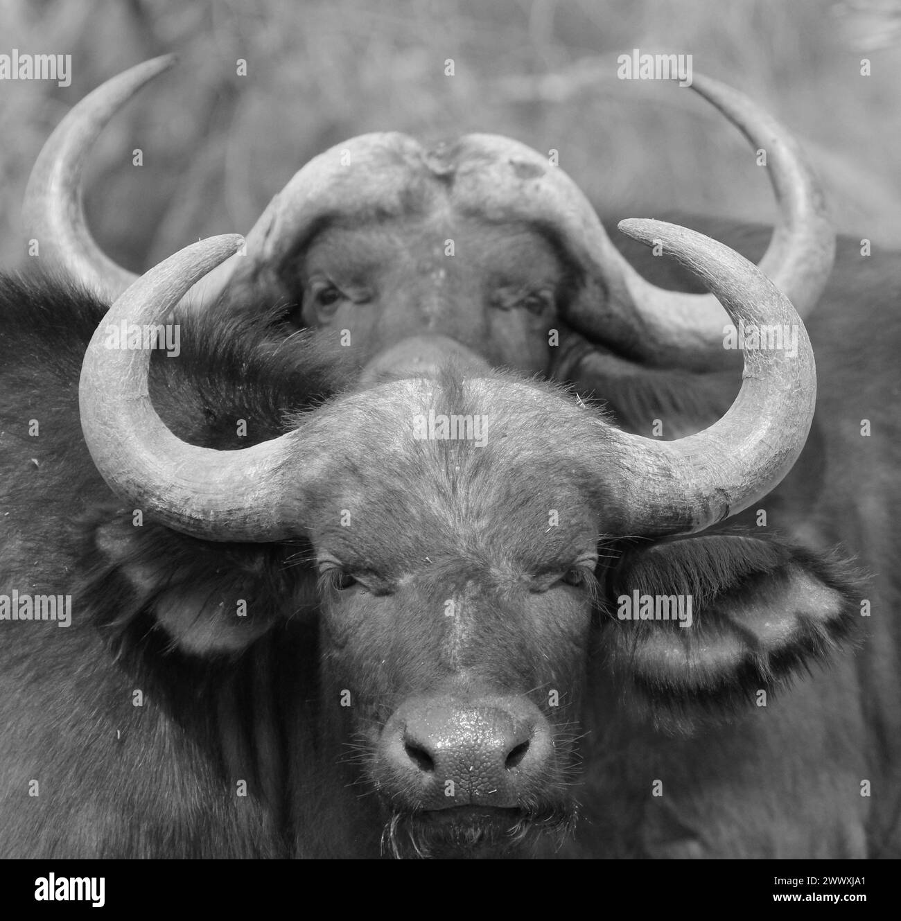 White horns Black and White Stock Photos & Images - Alamy