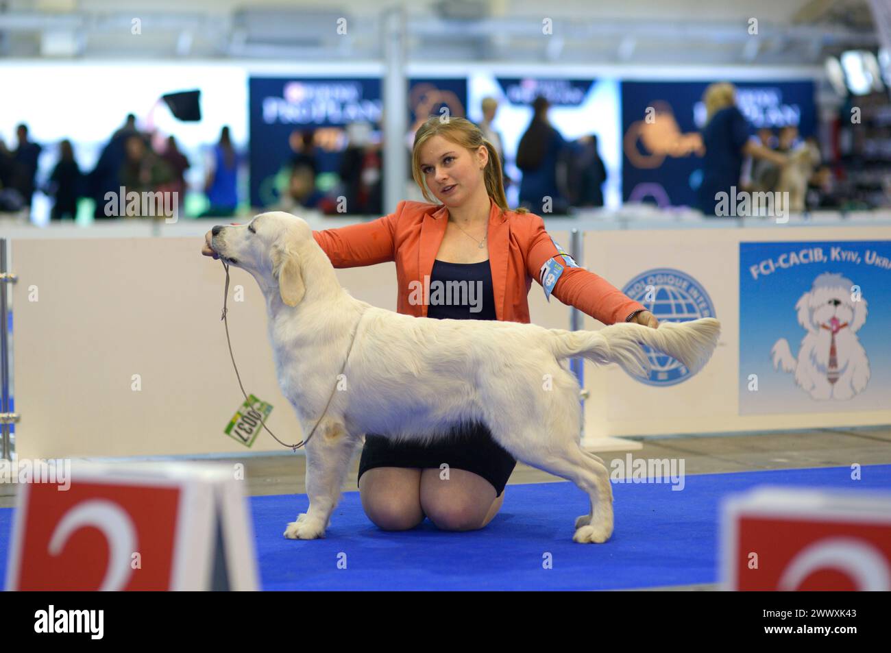 Owner holding a dog of golden retriever breed for estimating its color ...