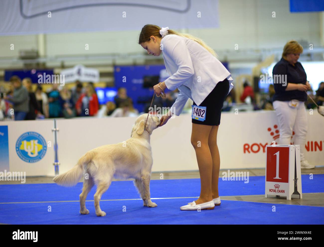 Owner holding a dog of golden retriever breed for estimating its color ...
