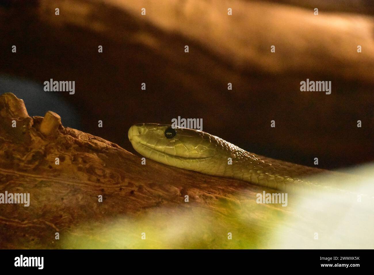 Green snake slithering up a tree branch in the tropics Stock Photo - Alamy