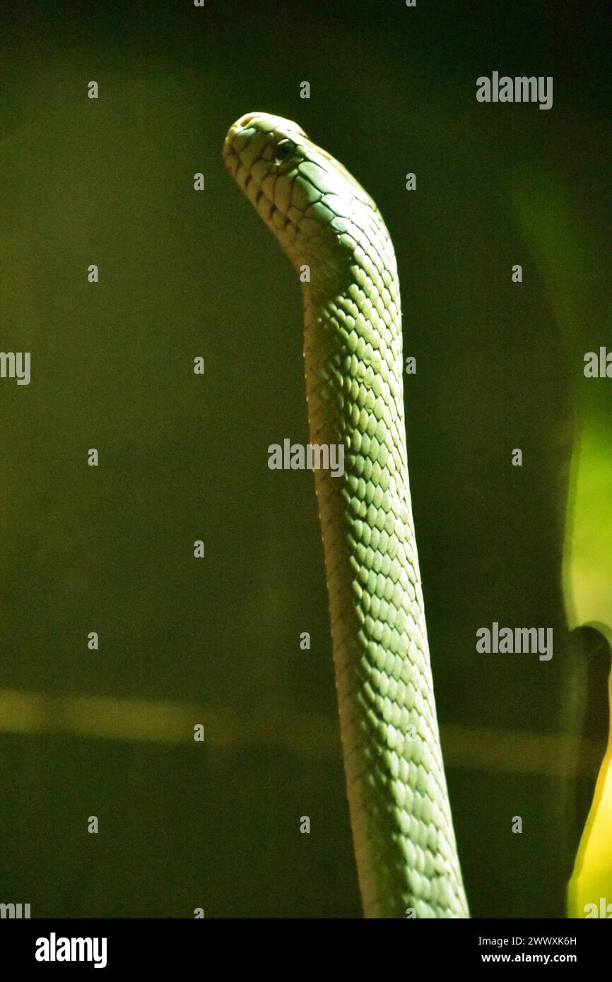 Rearing snake hi-res stock photography and images - Alamy