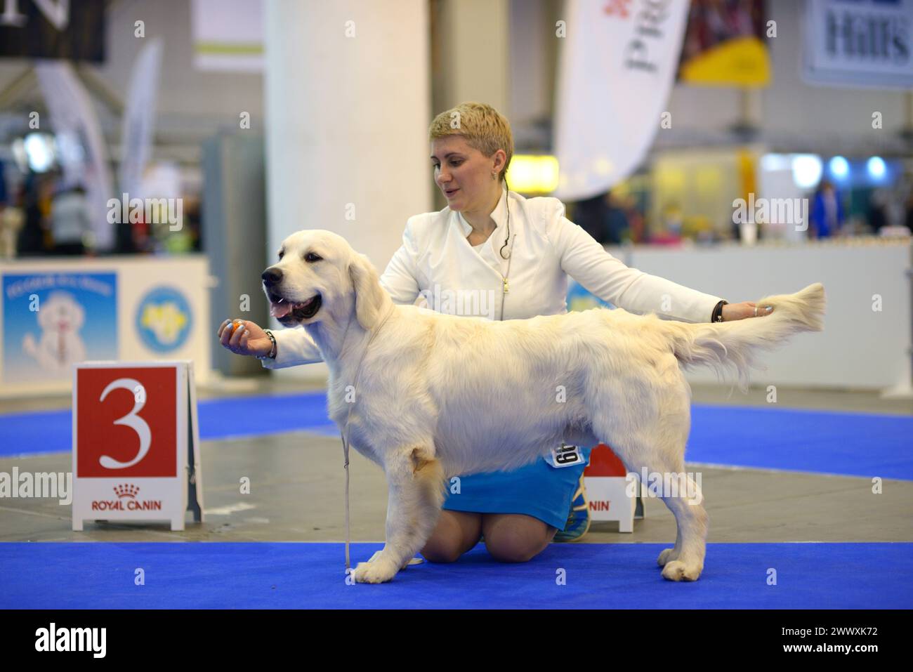 Owner holding a dog of golden retriever breed for estimating its color ...