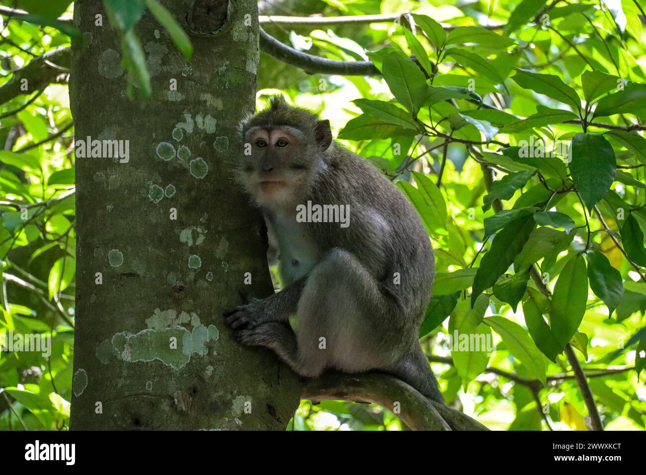 Discover the beauty of Indonesia's landscapes Stock Photo - Alamy