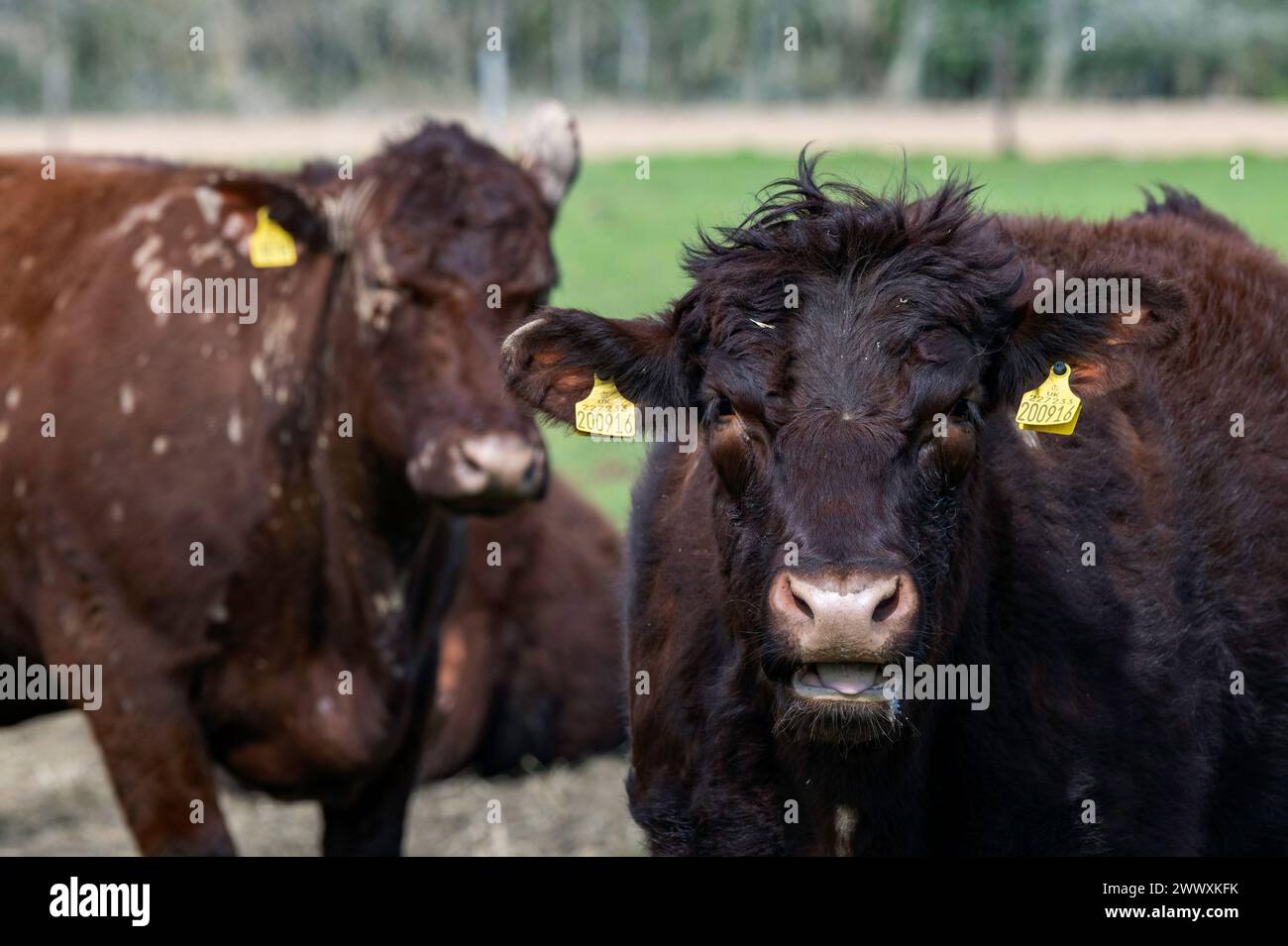 Beef cattle Iken Suffolk UK Stock Photo - Alamy