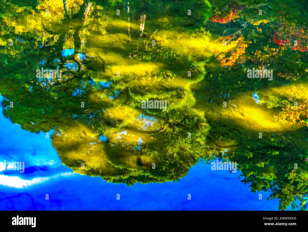 Colorful Abstract Background Blue Sky Fall Leaves Garden Reflection ...