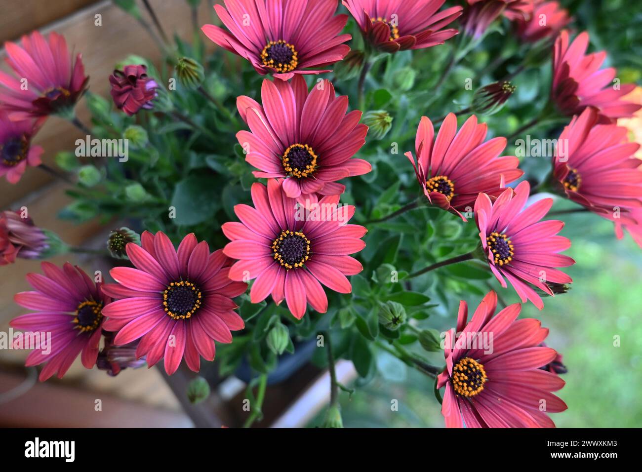 Stunning bush of red and yellow flowers from the gerbera family with ...