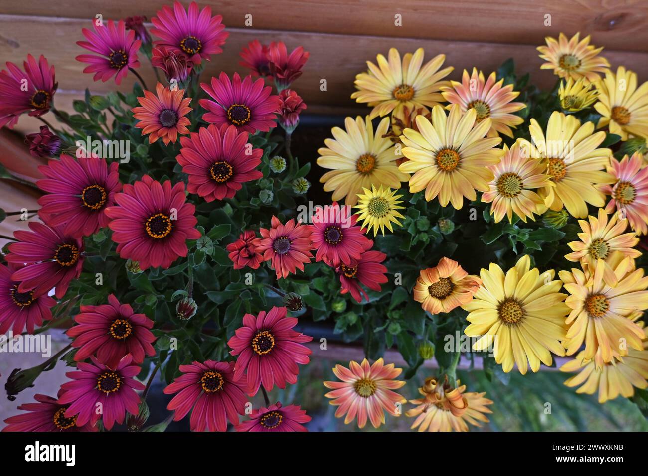 Stunning bush of red and yellow flowers from the gerbera family with ...