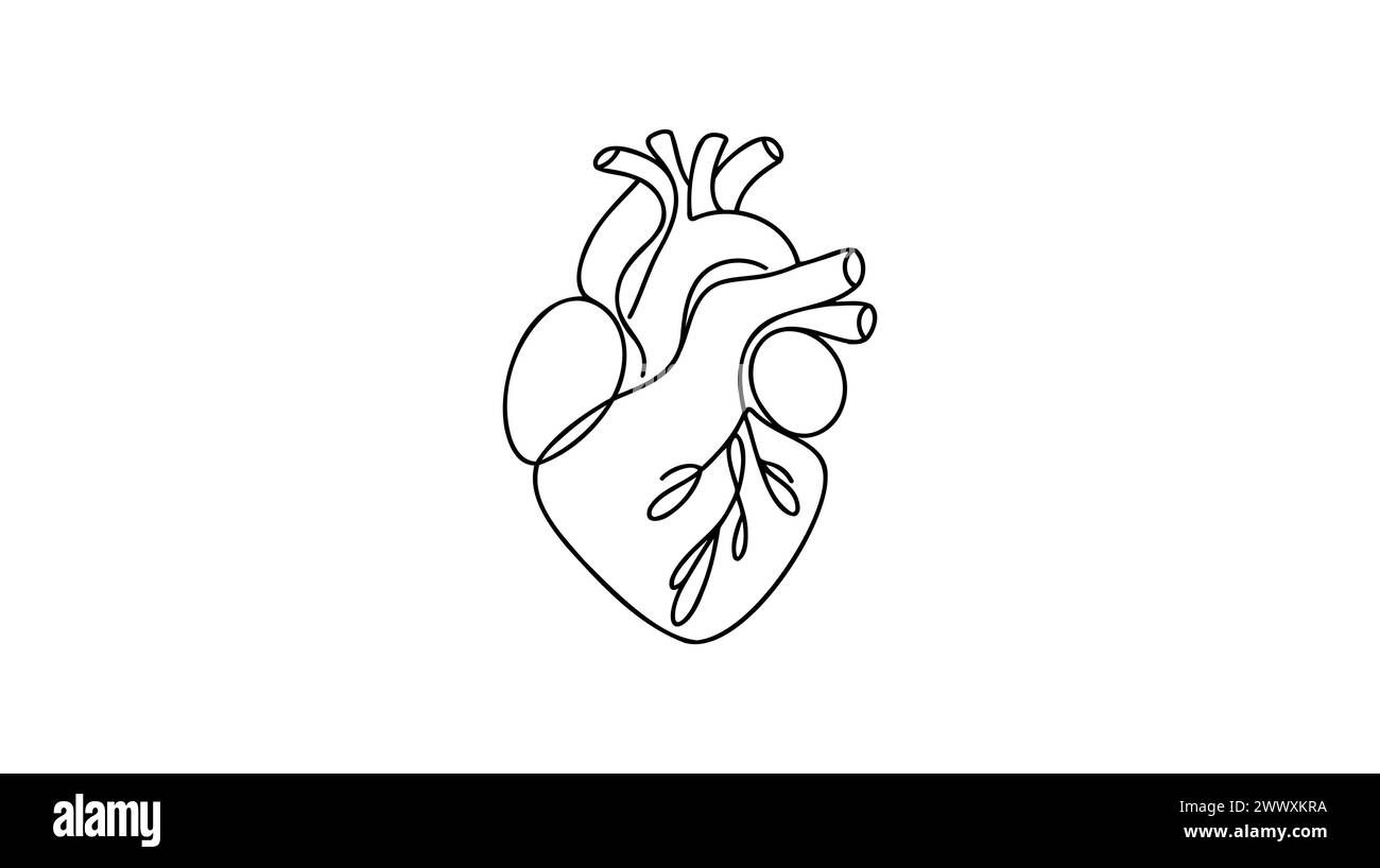 Anatomical Heart Sketch Simple