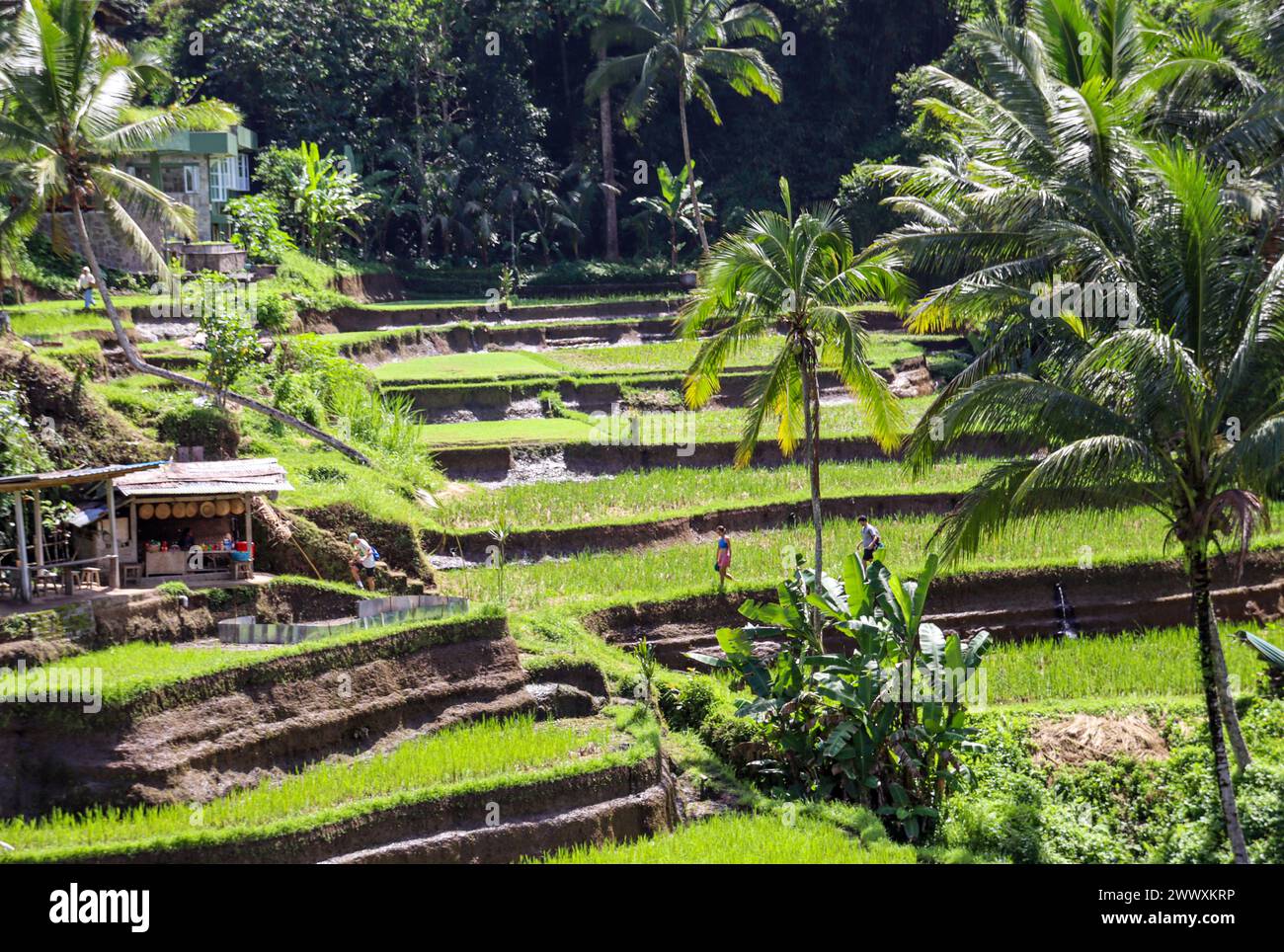 Discover the beauty of Indonesia's landscapes in Asia Stock Photo - Alamy