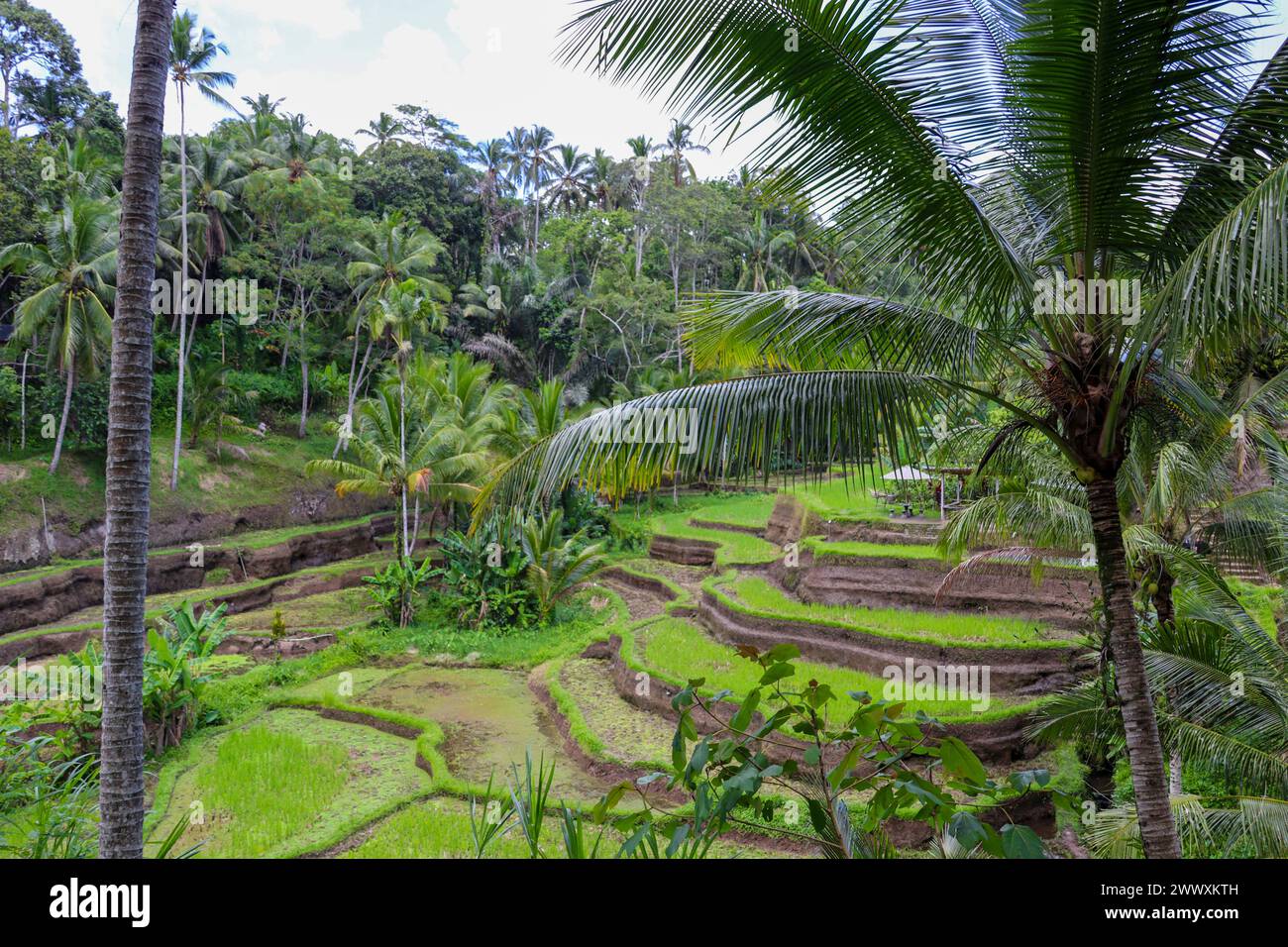 Discover the beauty of Indonesia's landscapes in Asia Stock Photo - Alamy