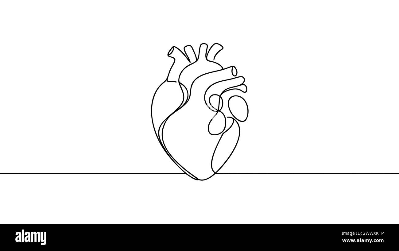 Anatomical sketch Cut Out Stock Images & Pictures - Alamy