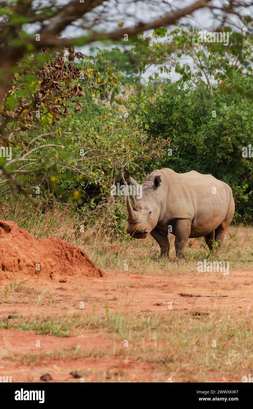 Single, Endangered African black rhinoceros, diceros bicornis, wildlife ...
