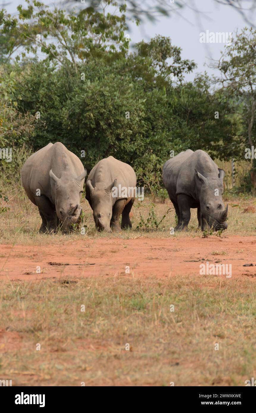 Group of three, Endangered African black rhinoceros, diceros bicornis ...