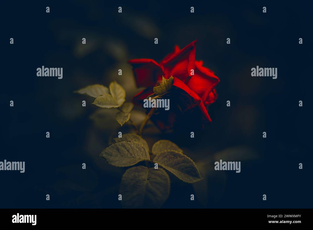 Beautiful flower gloom in dark hi-res stock photography and images - Alamy