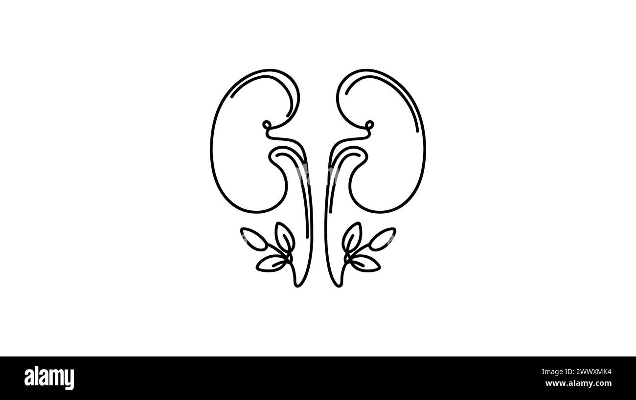Human kidneys with ureters one line art. Continuous line drawing of ... Human kidneys with ureters one line art. Continuous line drawing of ...