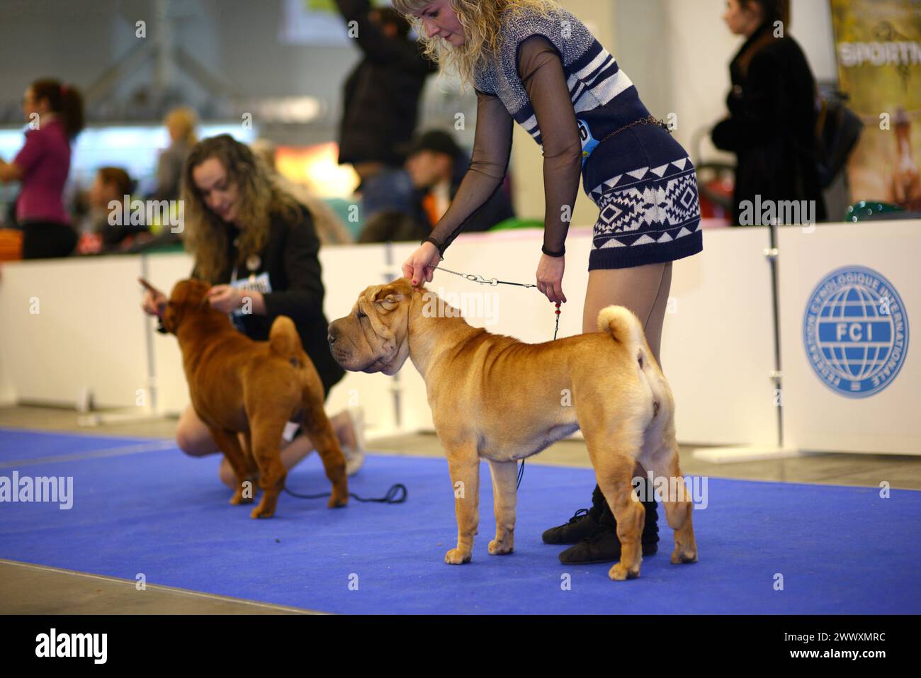 Women owners holding a dogs of shar pei breed for estimating its color ...