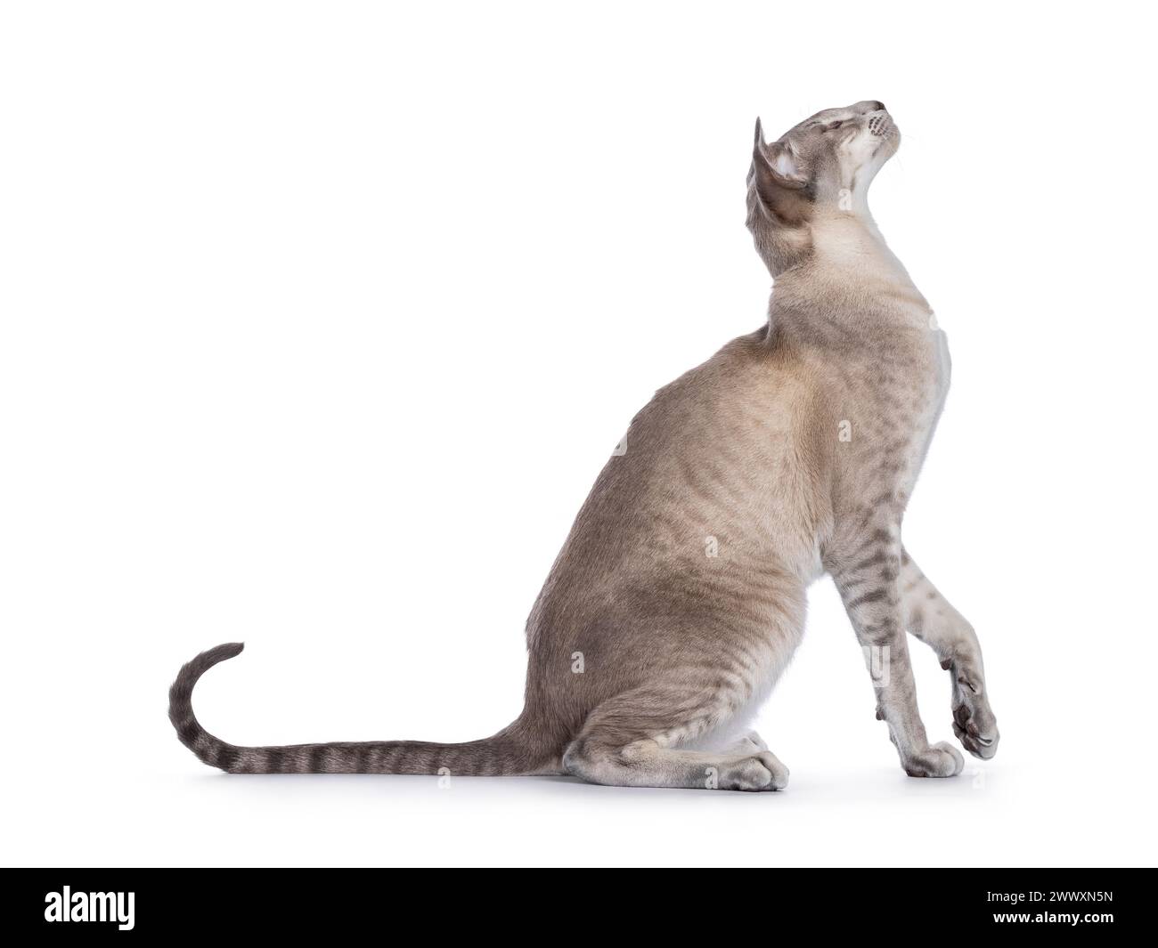 Blue point siamese cat hi-res stock photography and images - Alamy