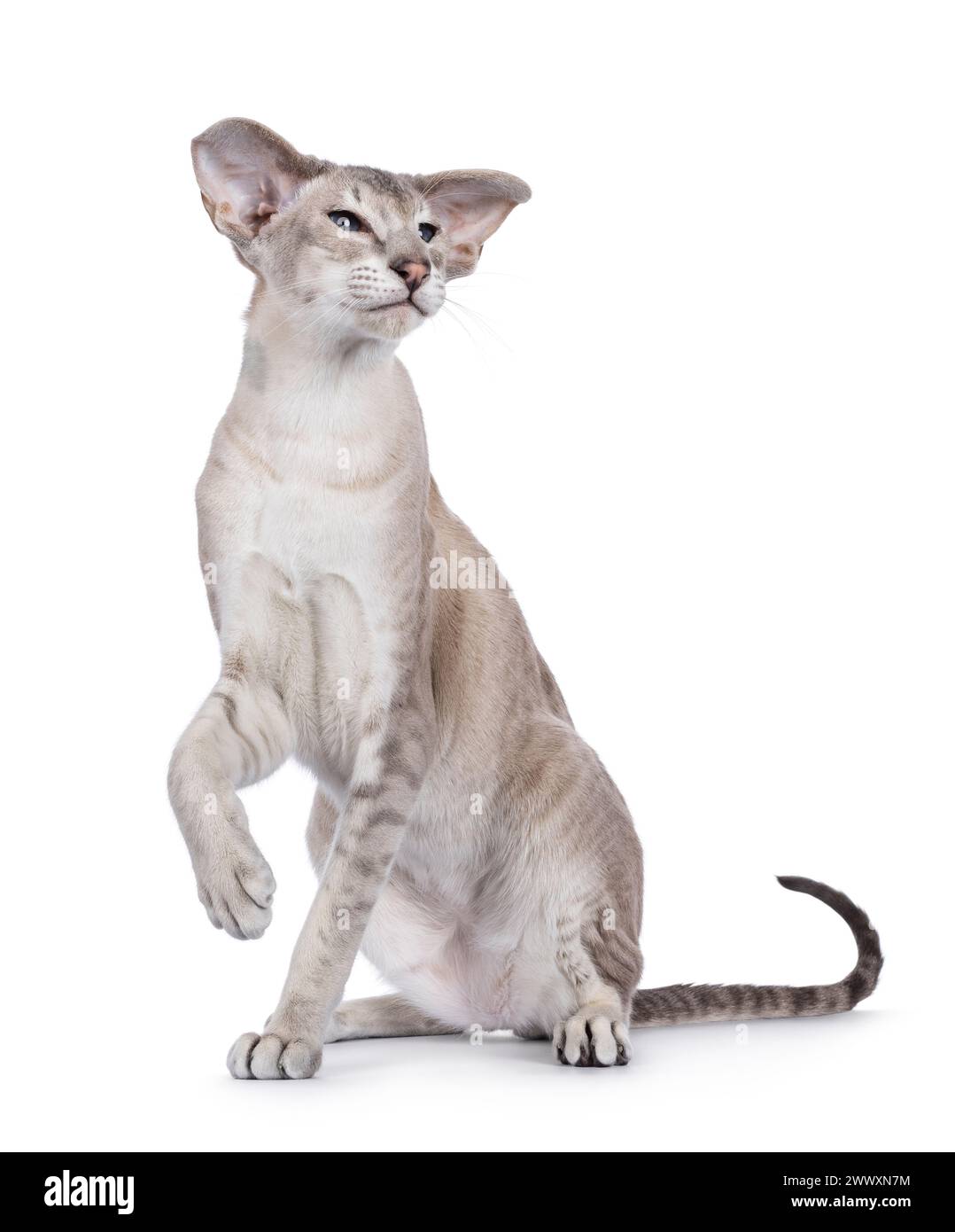 Young adult blue point Siamese cat, sitting facing front with one paw ...