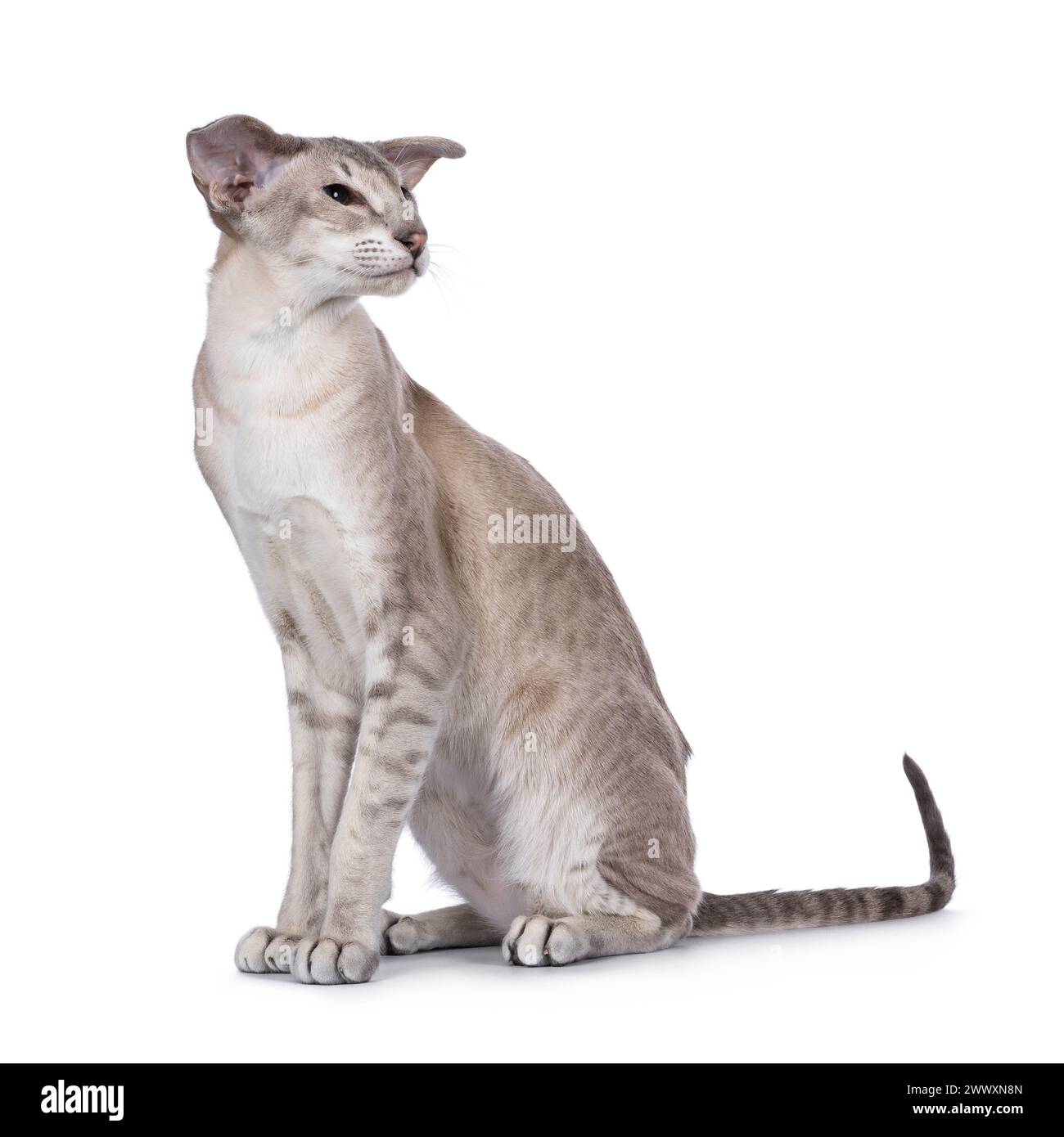 Young adult blue point Siamese cat, sitting side ways. Looking side ...