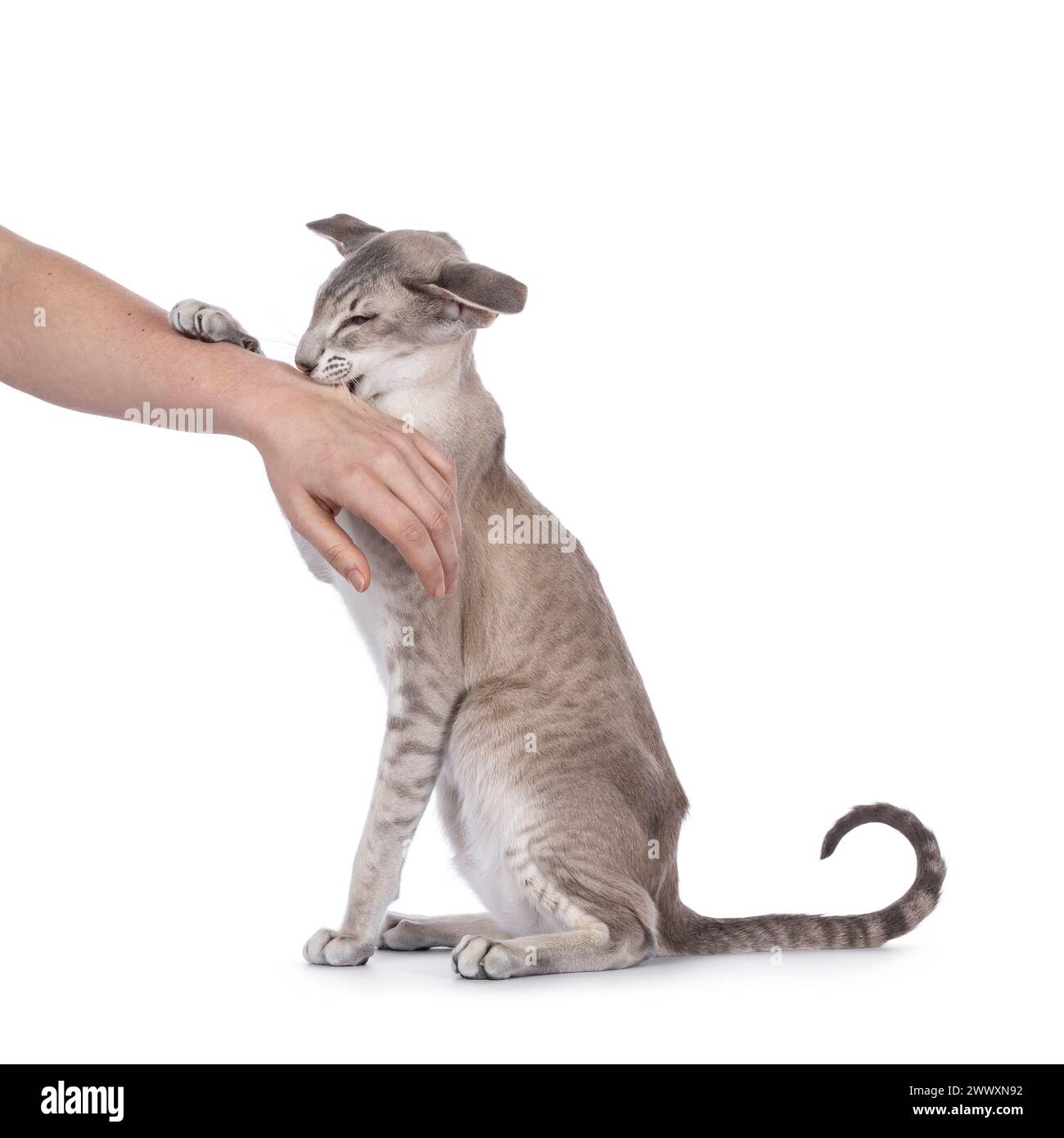 Young adult blue point Siamese cat, sitting up side ways giving love ...