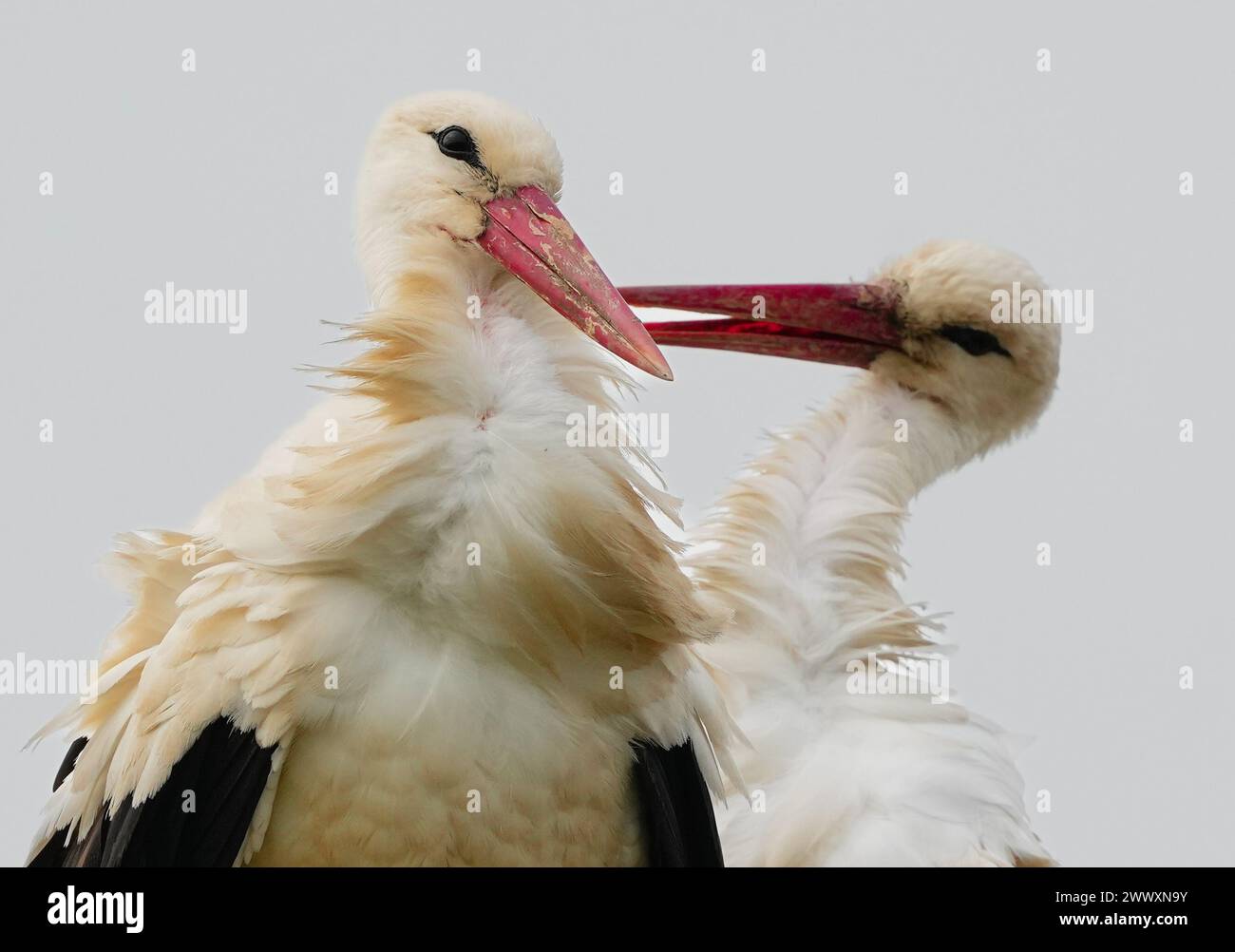 26 March 2024, Brandenburg, Fehrbellin/Ot Linum: A pair of storks sit ...